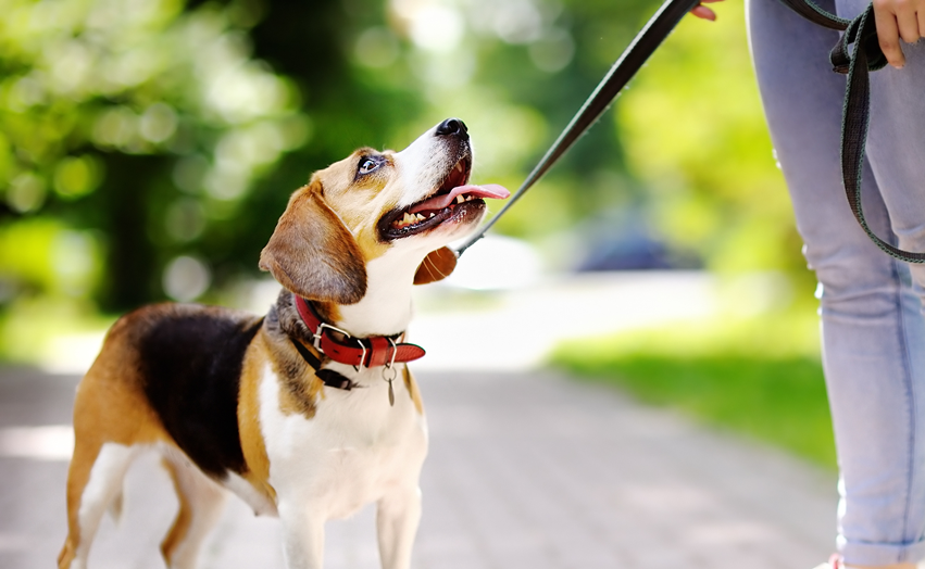 Modèle affiche chien perdu Word / GRATUIT